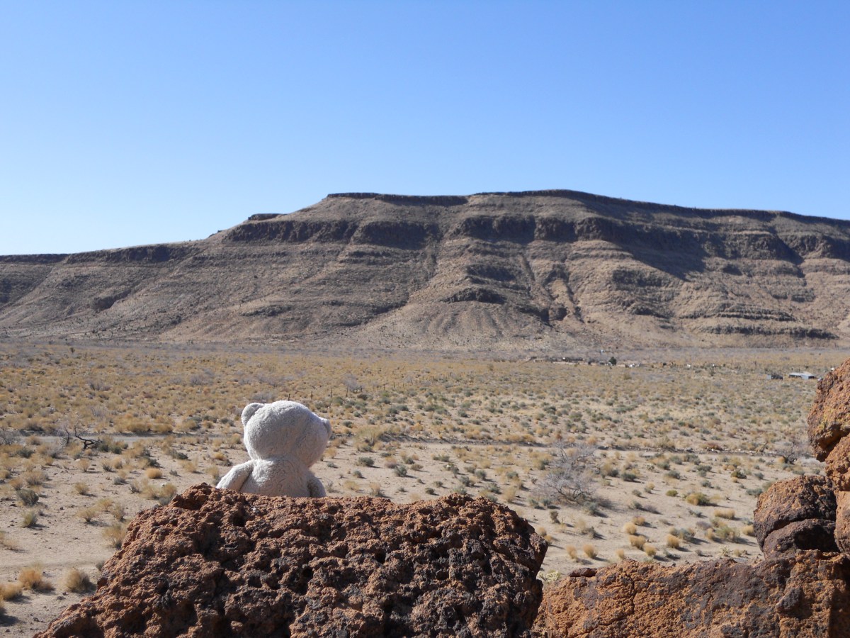 Jake The Bear – Greg Morton